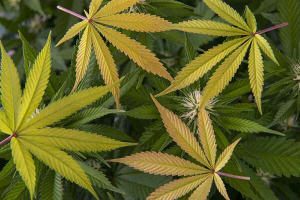 Cannabis Leaves Yellowing: Why Weed Leaves Turn Yellow - IndoGrow