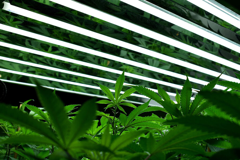 Grow Room Design and Setup - IndoGrow